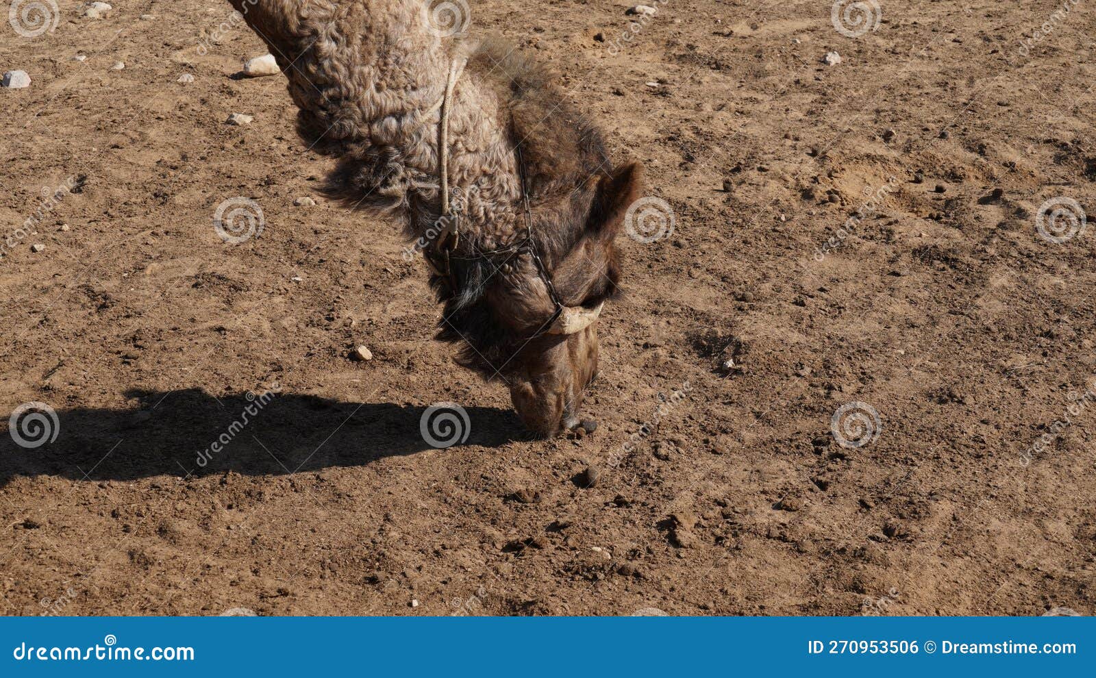A Picture of a Camel that Sniffing Camel Feces Stock Photo - Image of ...