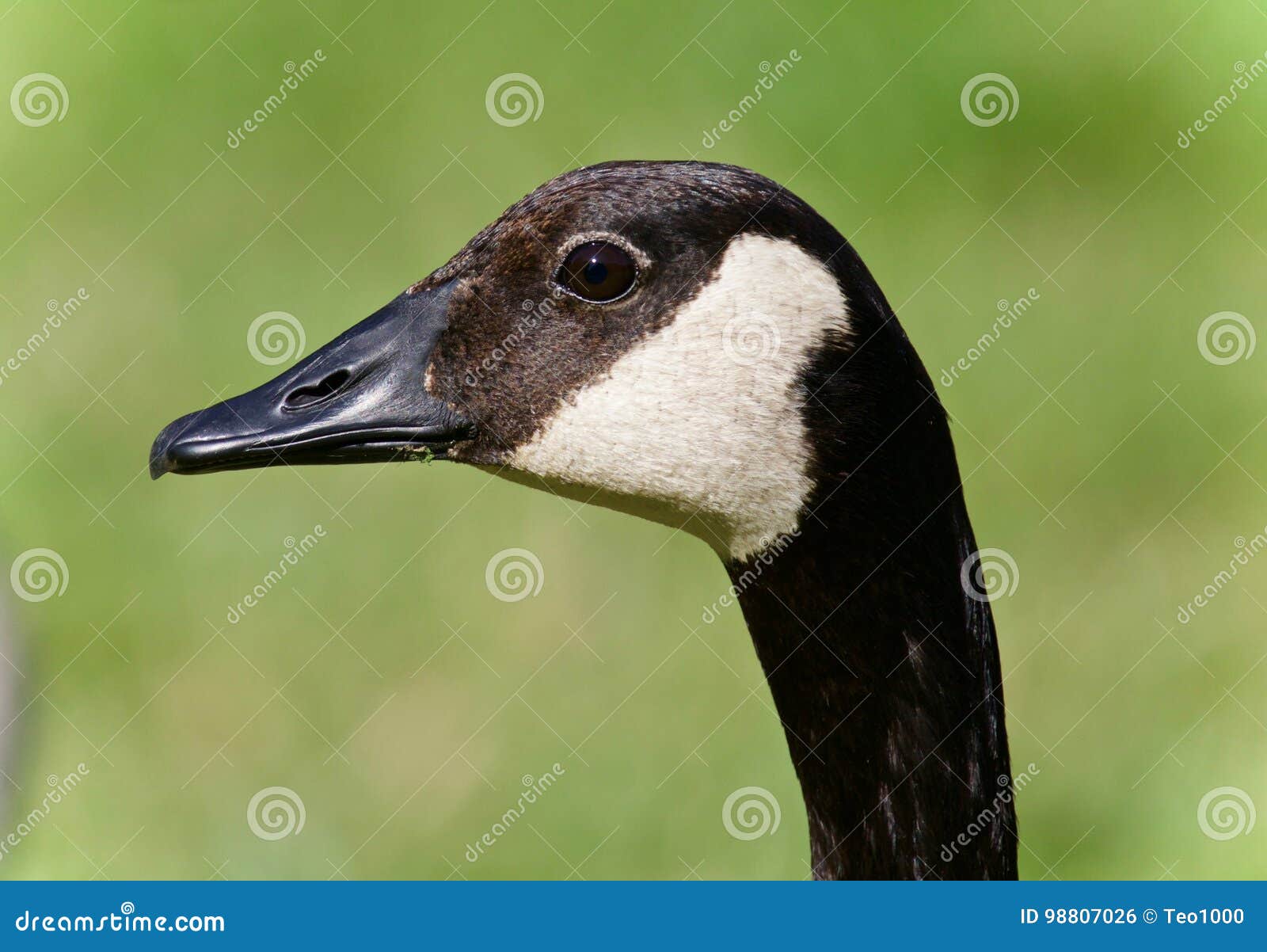 Picture with a Canada Goose Looking in the Camera Stock Photo - Image ...