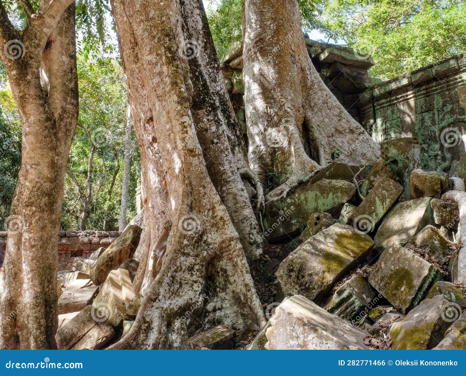 The Picture Captures the Visual of Huge Tree Roots Intruding and ...