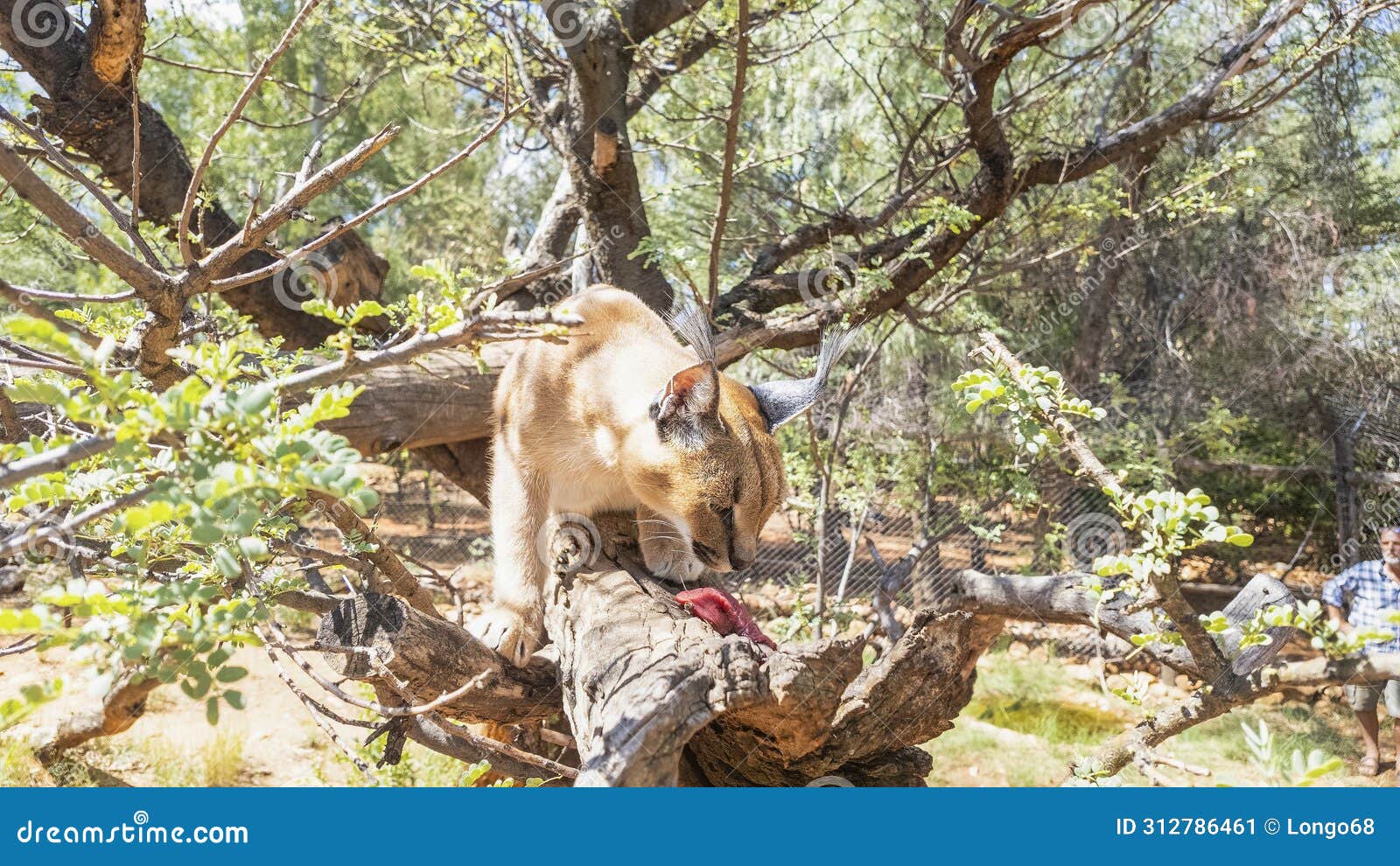 Picture of a Caracal Sitting on a Tree while Being Fed Stock Image ...
