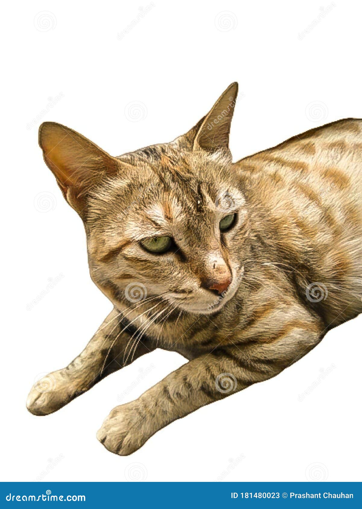 A Picture of Cat with Selective Focus , Stock Image - Image of friend ...