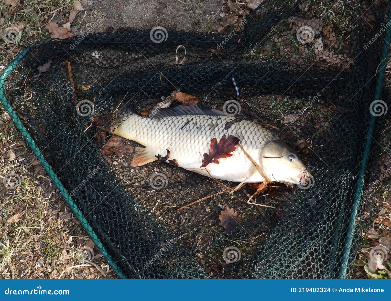 Picture of Caught in a Fisherman `s Net, Spring Stock Photo - Image of ...