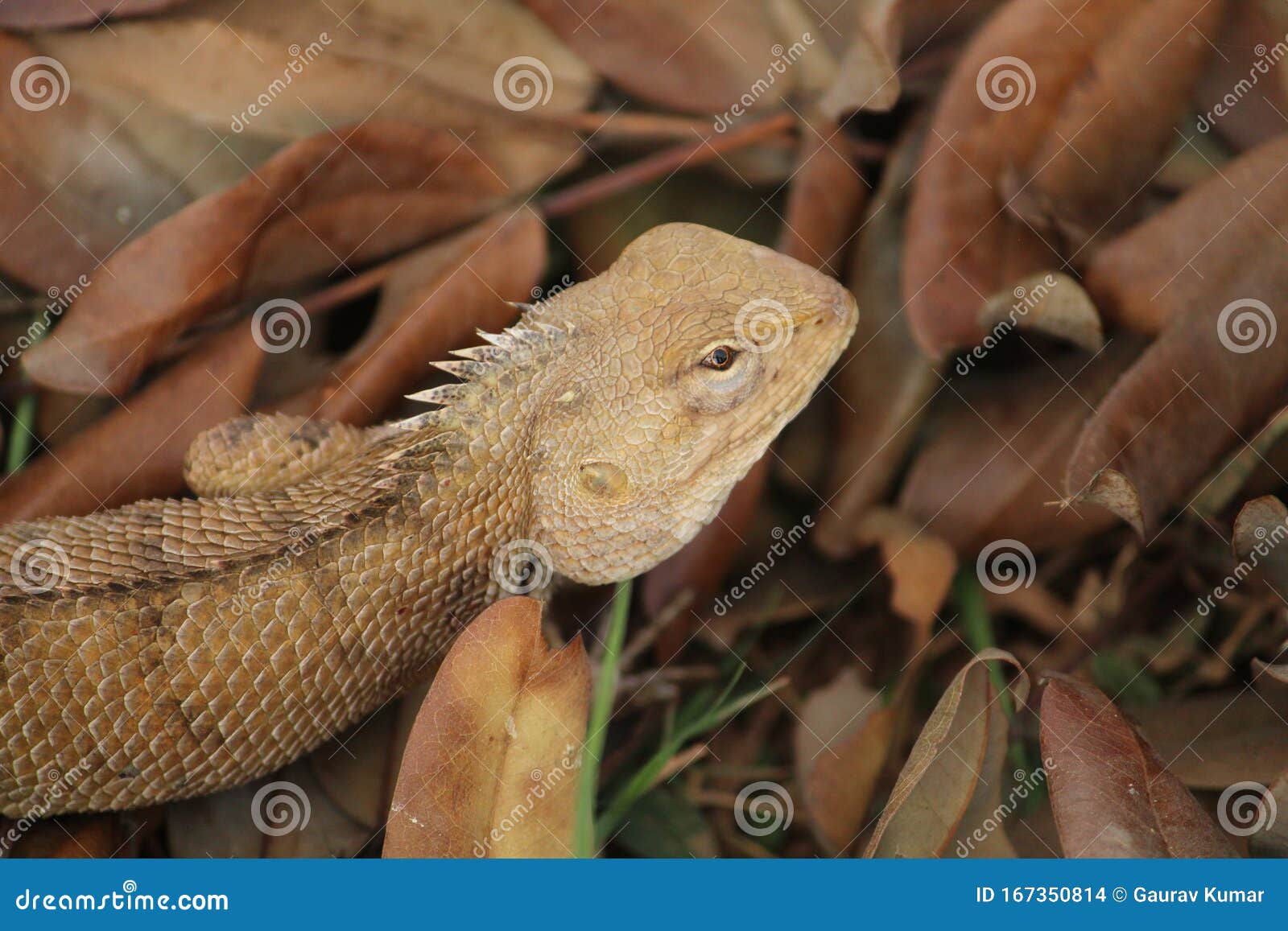 Chameleon -Grey and Sharp stock photo. Image of grass - 167350814