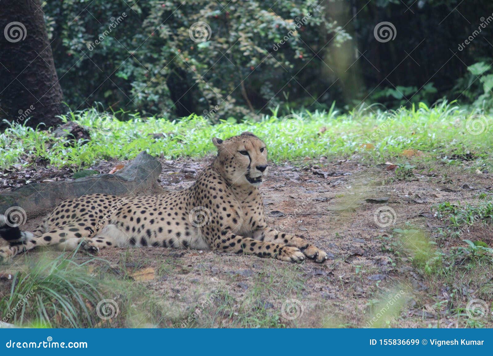 A Picture of a Cheetah Sitting in the Forest Stock Image - Image of ...