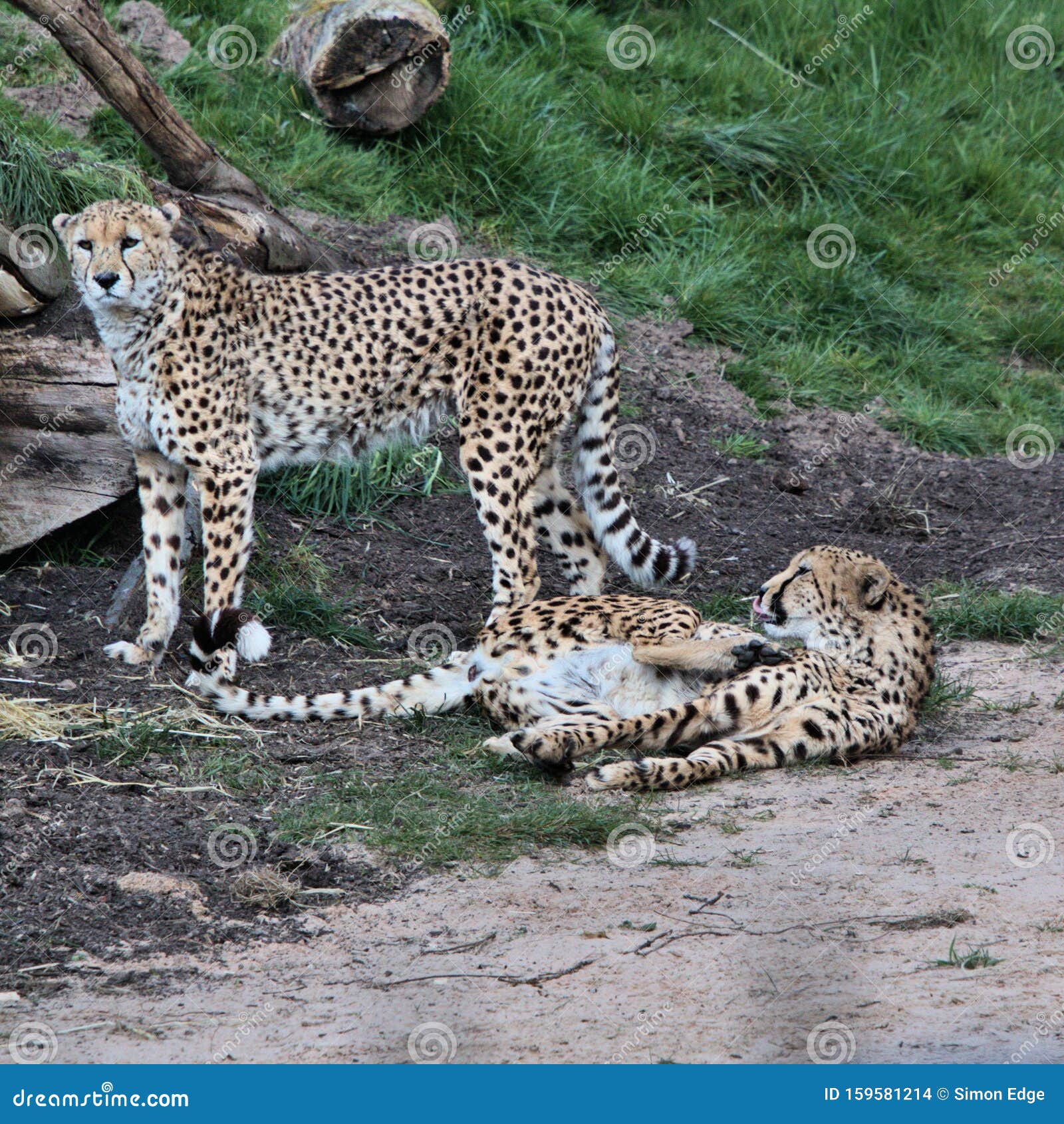 A picture of 2 Cheetahs stock photo. Image of animal - 159581214