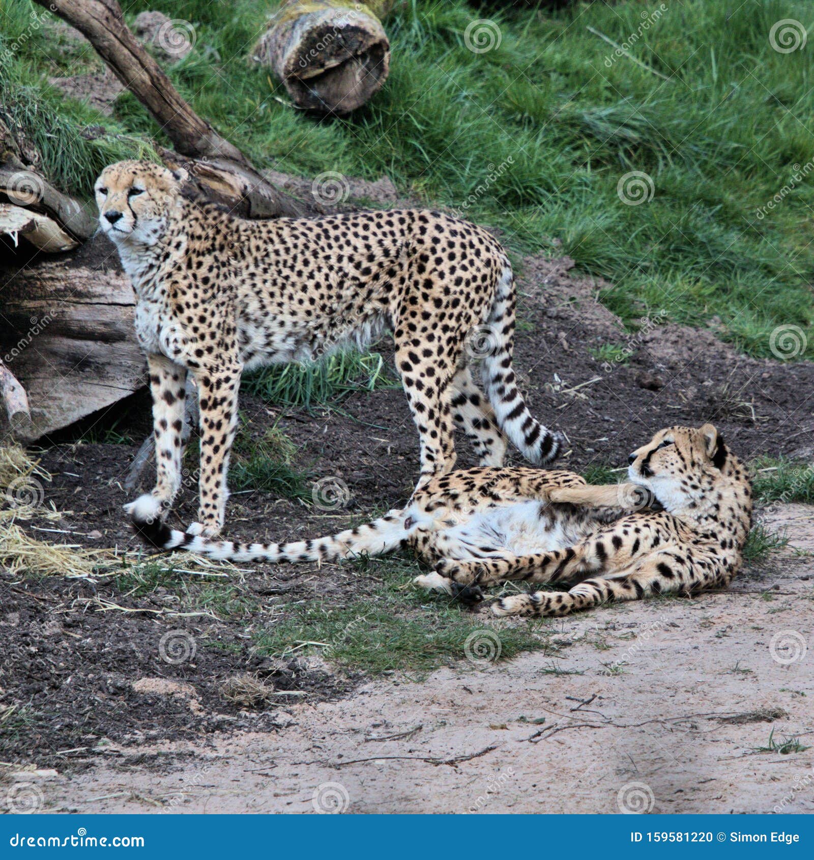A picture of 2 Cheetahs stock photo. Image of cheetahs - 159581220