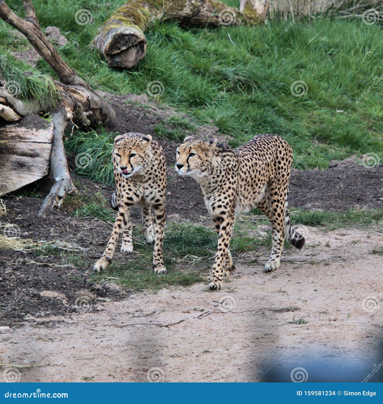 A picture of 2 Cheetahs stock photo. Image of wild, cheetah - 159581234