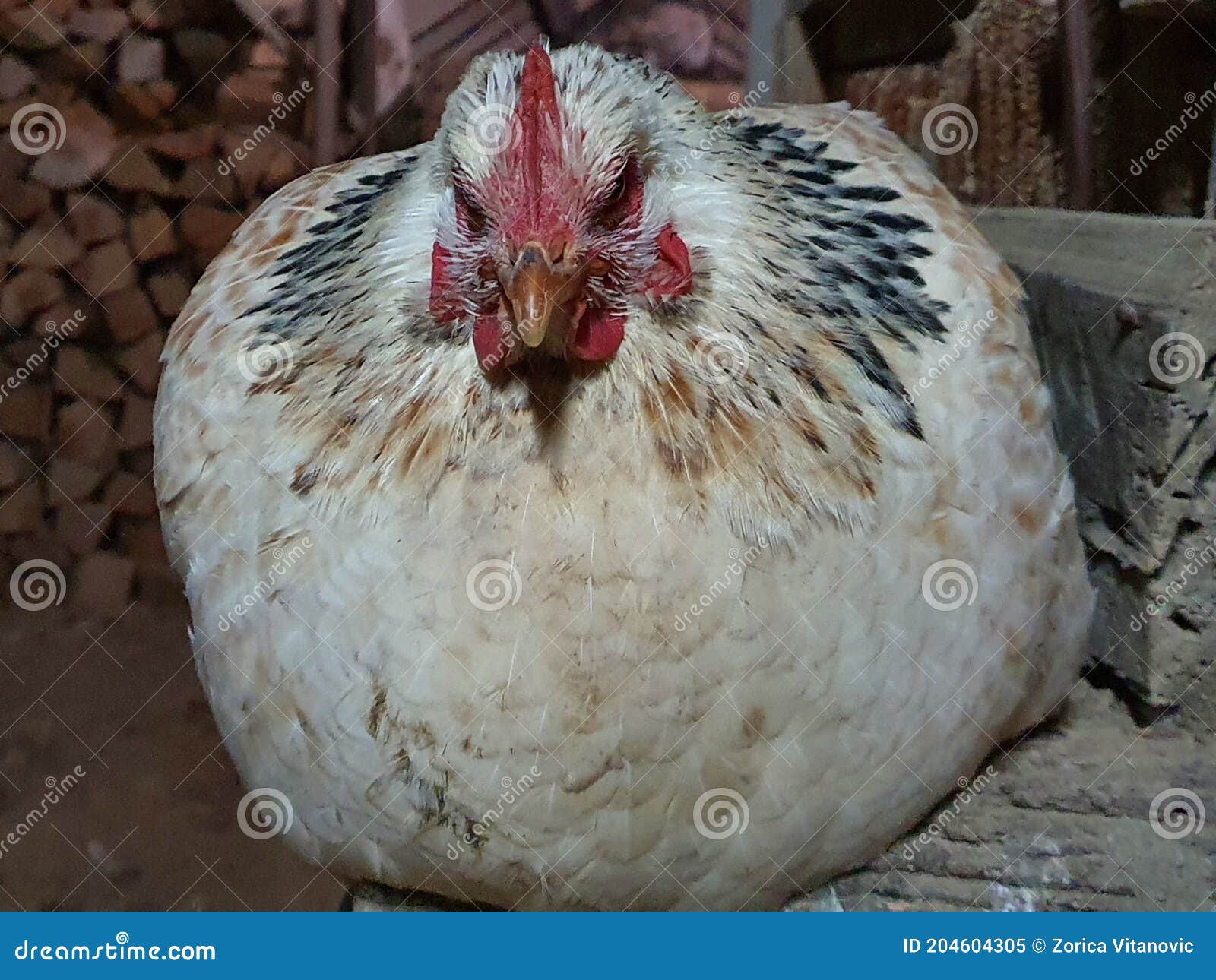 White Angry Chicken Sitting on Wood Stock Image - Image of wing ...
