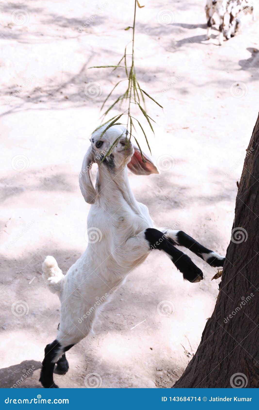 Picture of Child Goat is Eating Grass Stock Photo - Image of ...