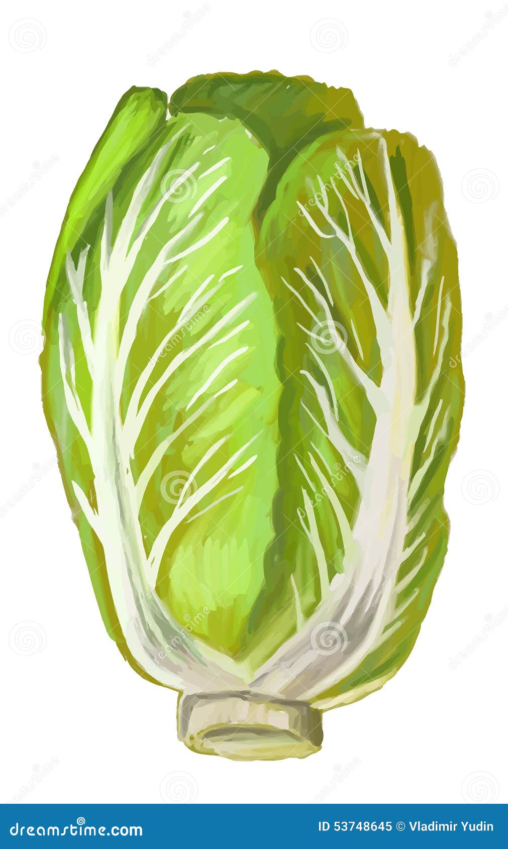 Picture of Chinese Cabbage stock vector. Illustration of label - 53748645