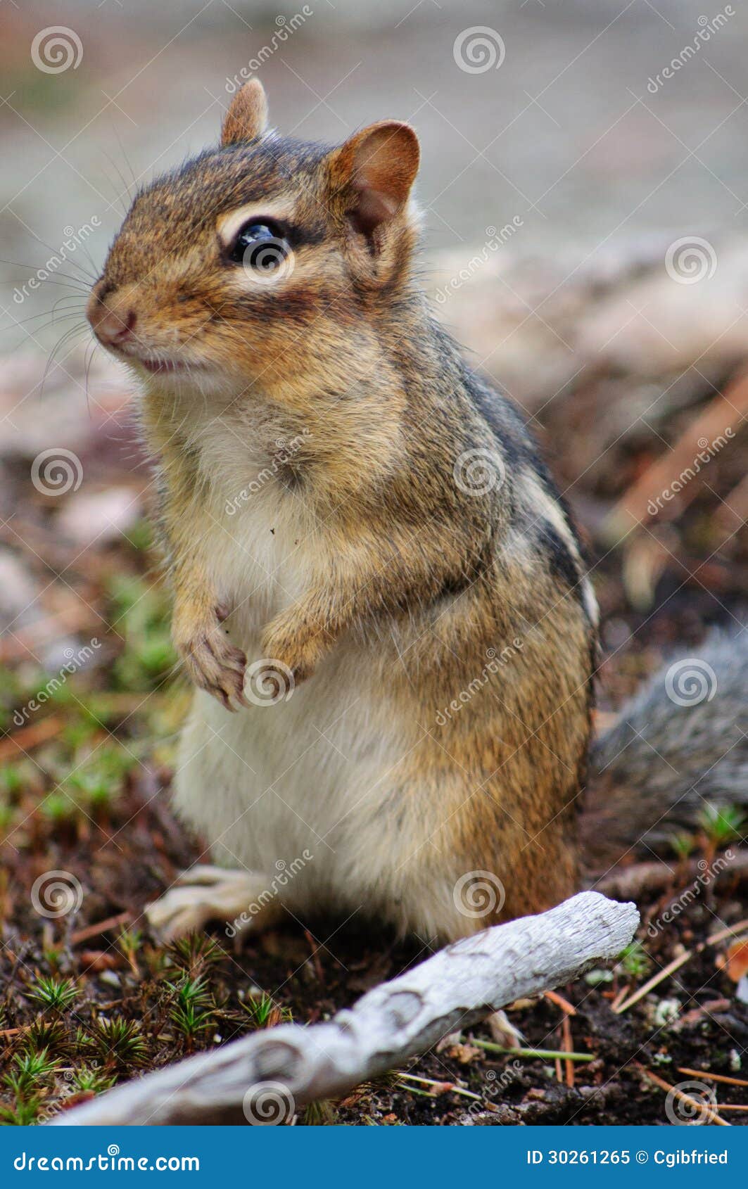 Chipmunk stock image. Image of nature, sitting, natural - 30261265