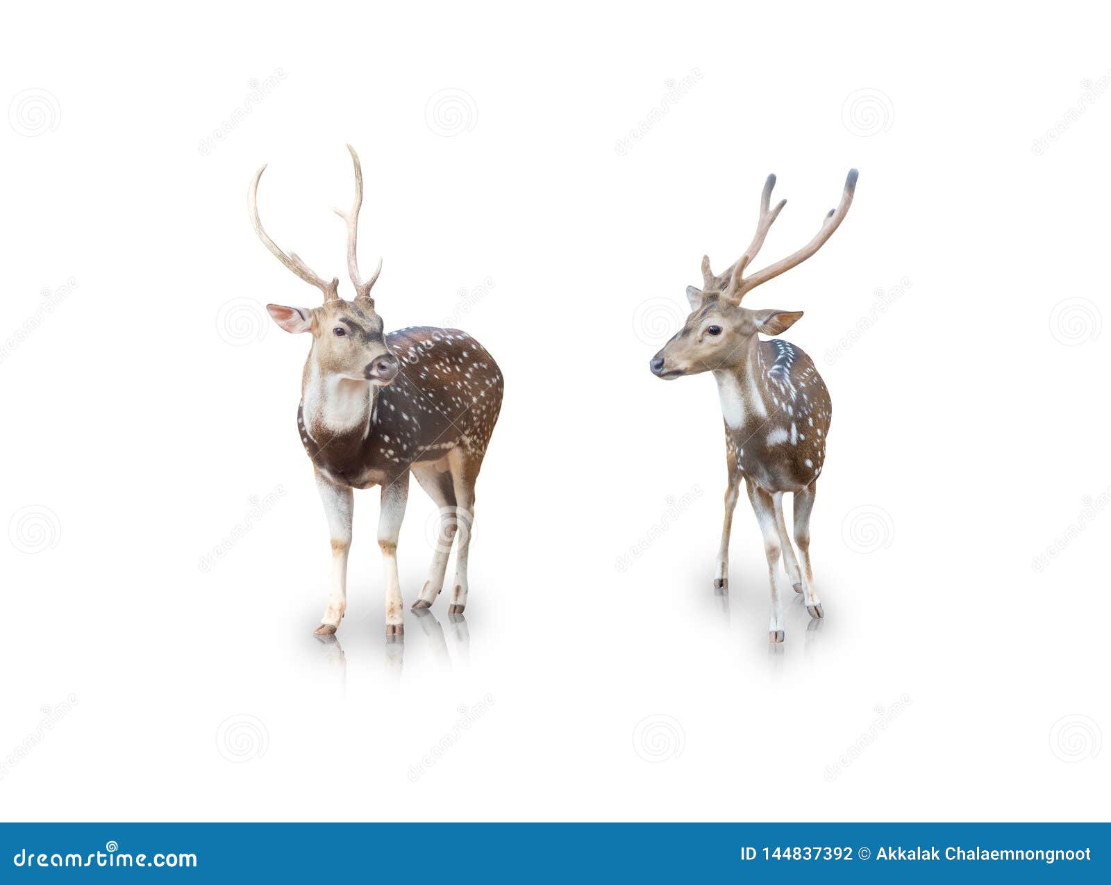 Deer Chital Cartoon Background Seamless Wallpaper | CartoonDealer.com ...