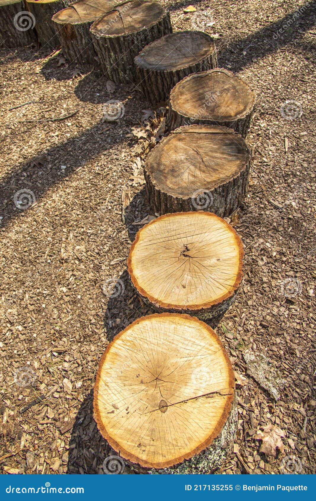 Circular Tree Logs in a Line on the Ground Stock Image - Image of wood ...