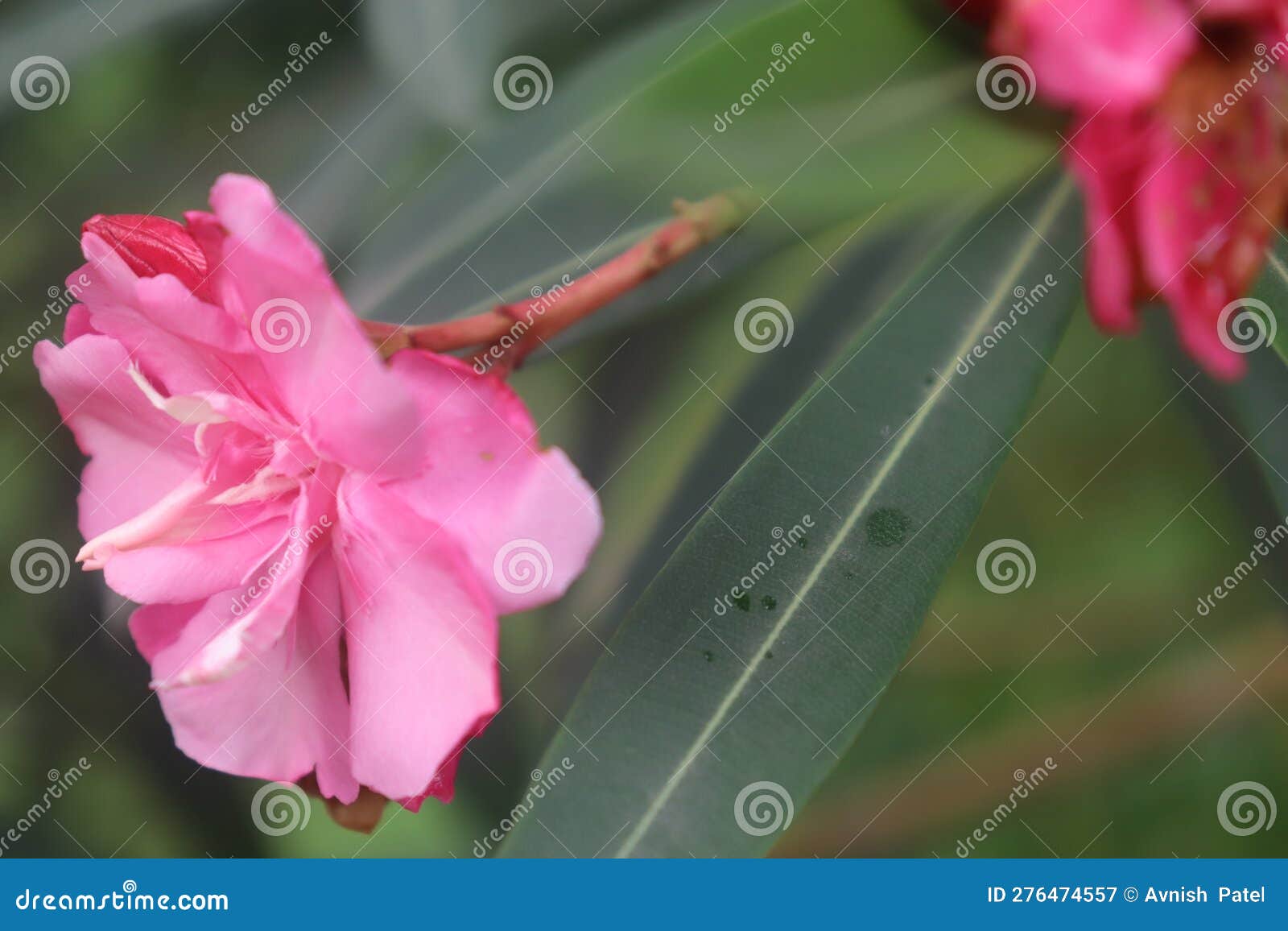 KARAN FLOWER stock image. Image of produce, nature, cemera - 276474557