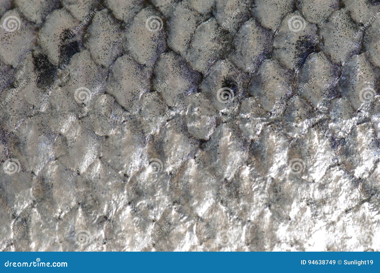 Picture of Close Up of Skin Fish, Texture Stock Image - Image of ...