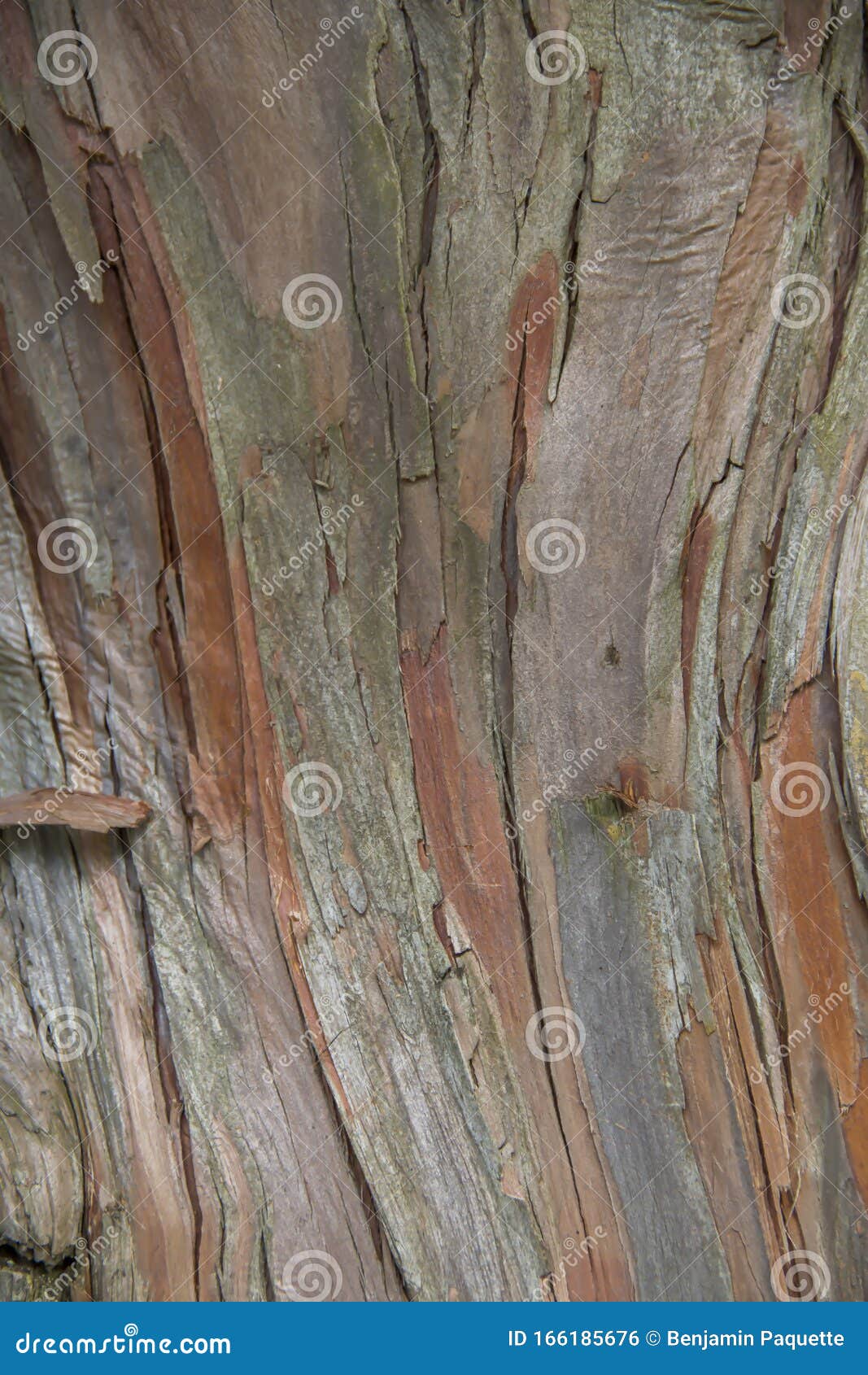 Closeup of Colored Bark on a Tree Stock Photo - Image of surface, floor ...