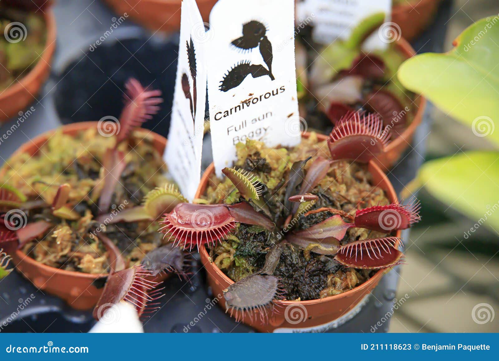 Closeup of a Pink Venus Flytrap Stock Image - Image of insect, flytrap ...