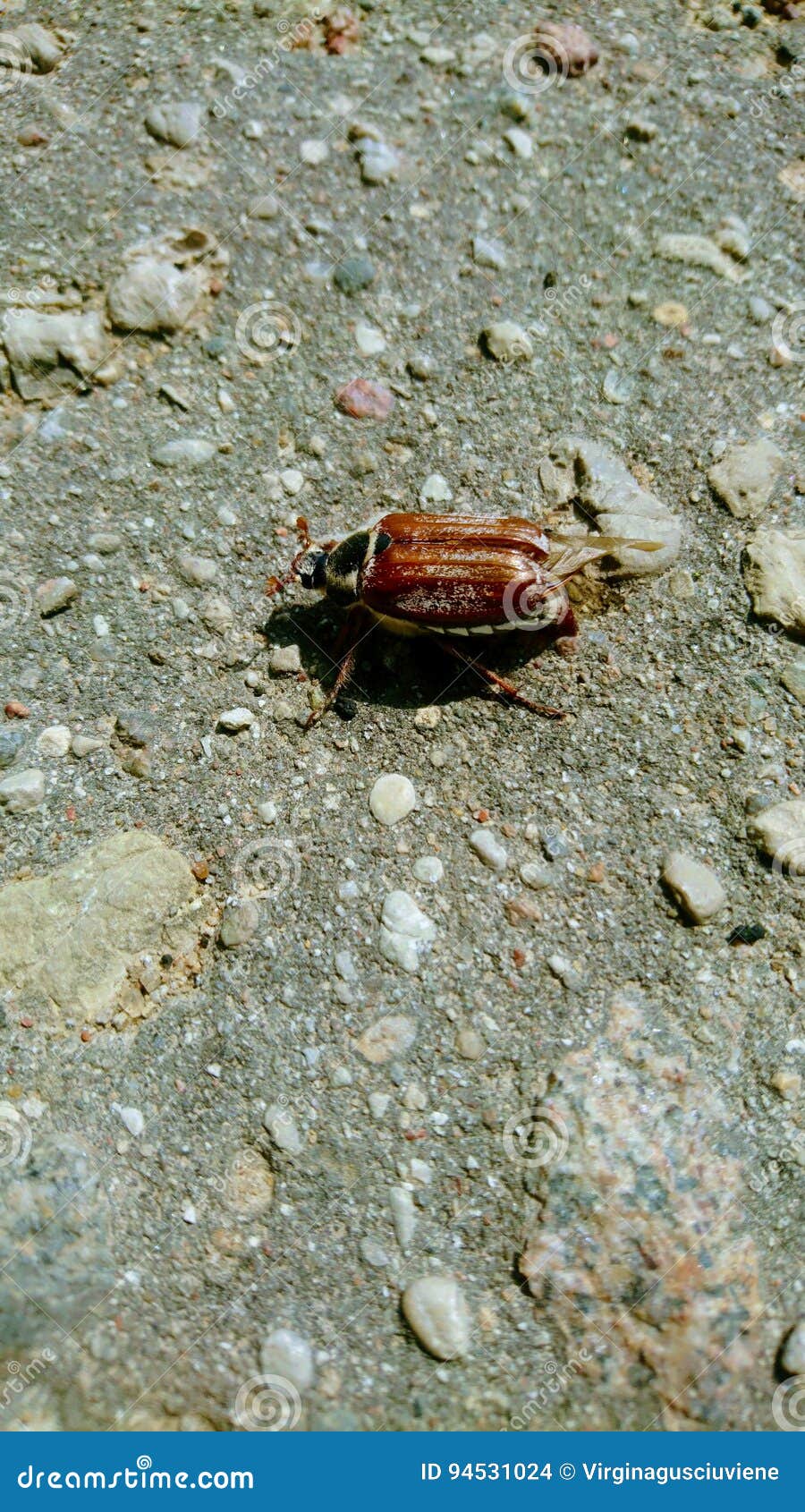 Picture with cockchafer stock photo. Image of insect - 94531024
