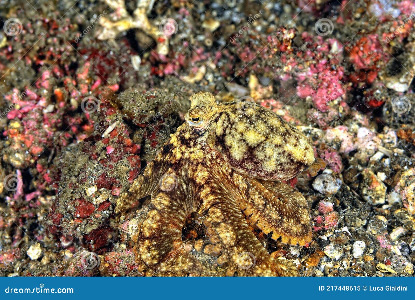 A Picture of a Coconut Octopus Stock Image - Image of animal, hunter ...