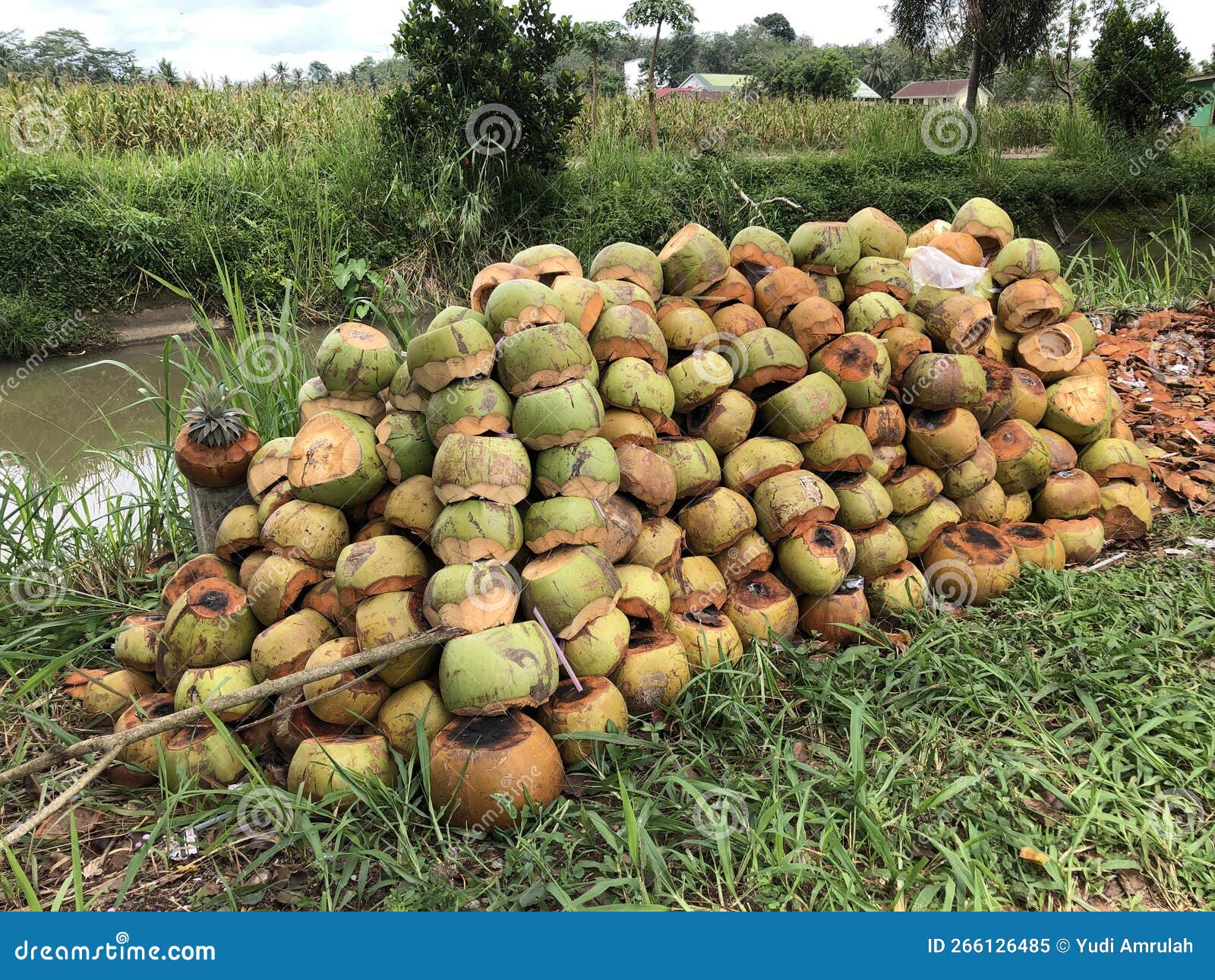 The Picture of Coconut Waste Stock Image - Image of food, cocon: 266126485