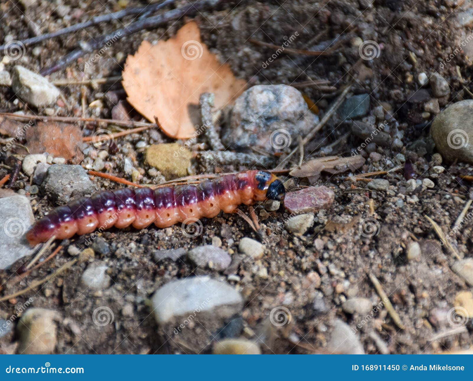 Colored Larva on the Ground Stock Photo - Image of nature, moss: 168911450