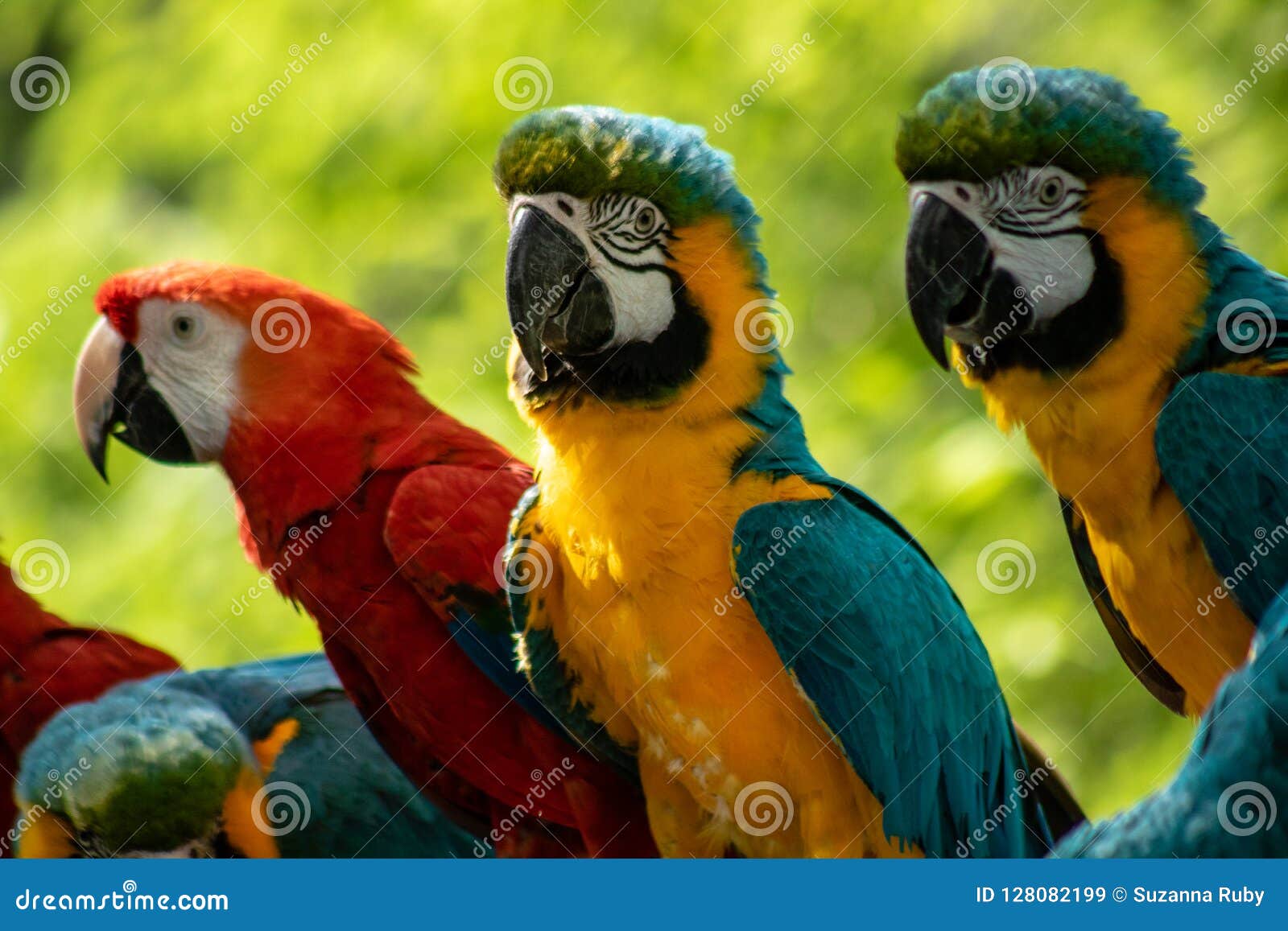 Colorful macaw stock image. Image of small, macaw, feather - 128082199