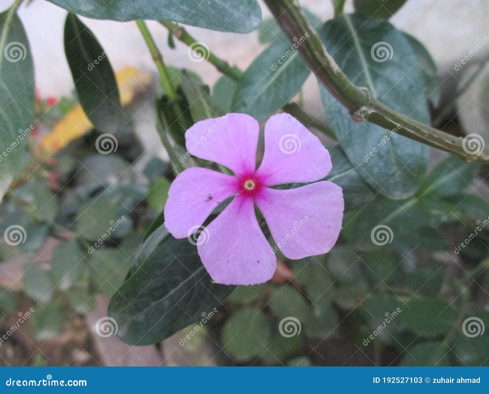 A Picture of Beatuiful Sada Bahar Flower Stock Image - Image of ...