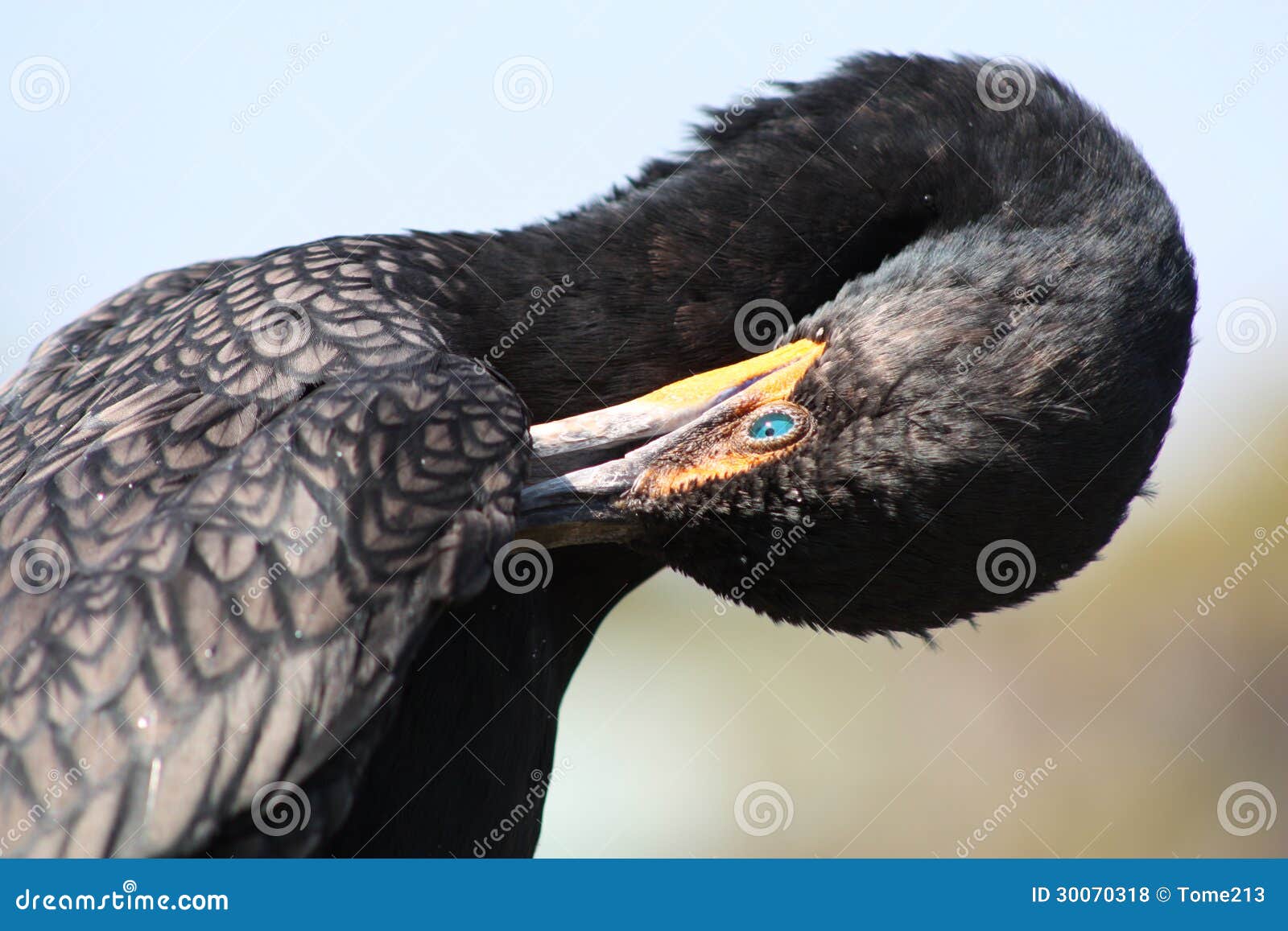 Cormorant stock photo. Image of beak, bird, cormorant - 30070318