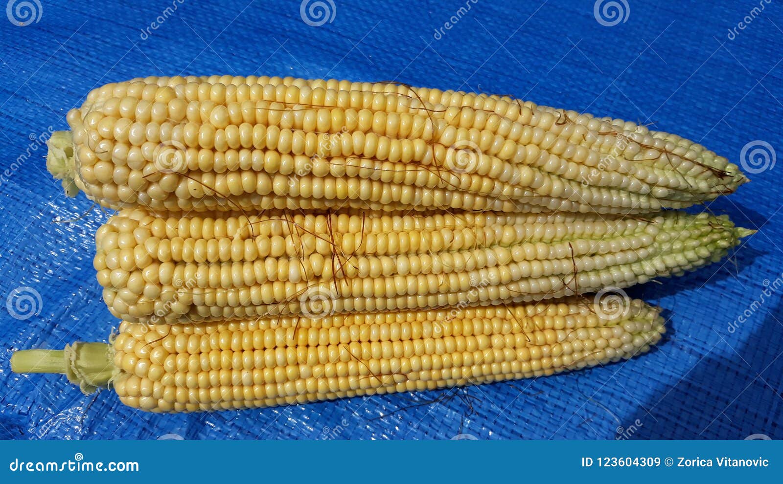Corn stock image. Image of young, yellow, summer, blue - 123604309