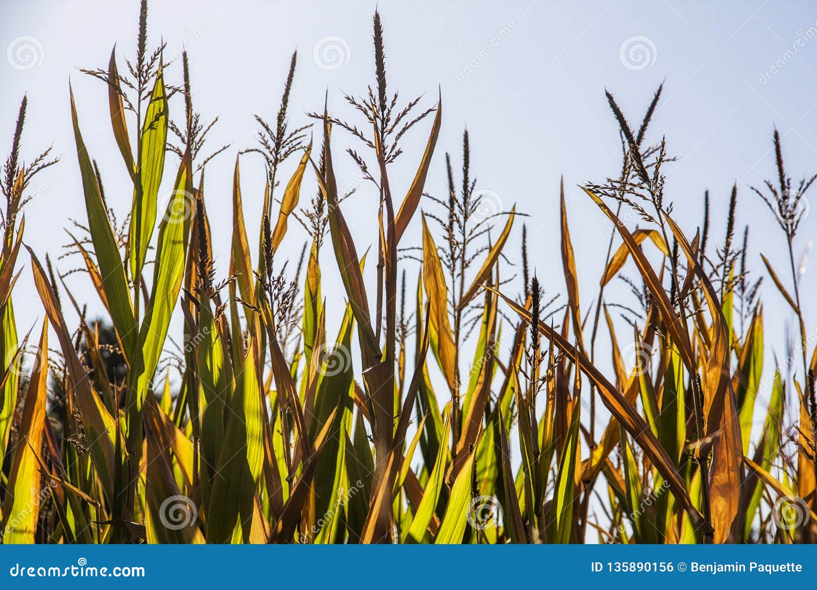 Corn Field with a Blue Sky Background Stock Photo - Image of field ...