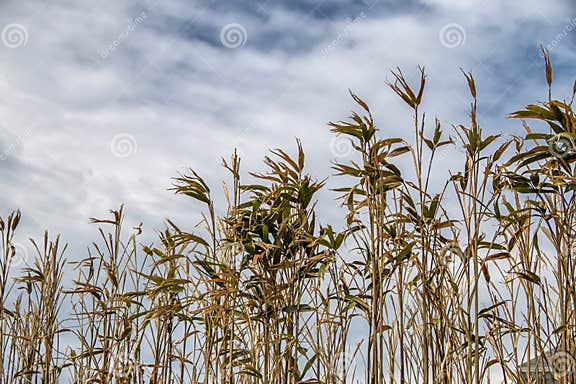 Corn Stalks Blowing in the Wind on a Cloudy Day Stock Image - Image of ...