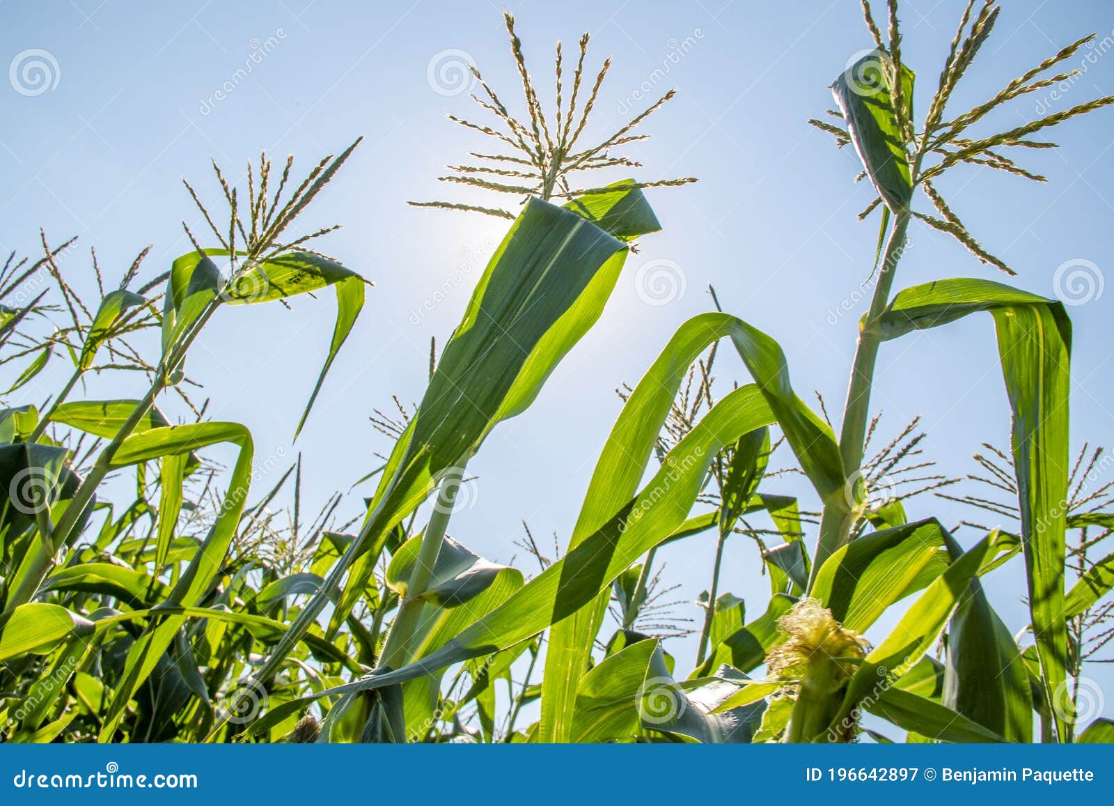 Corn Stalks in a a Corn Field in the Summer Stock Image - Image of ...