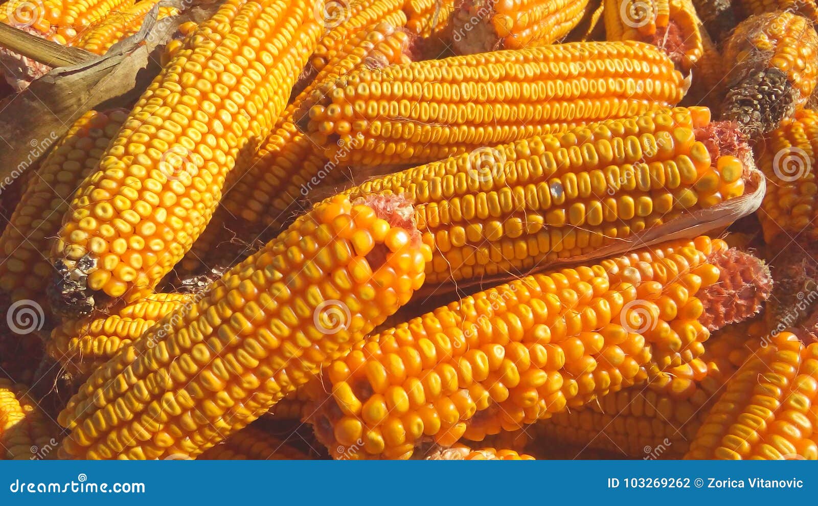 Corn texture stock photo. Image of yellow, corn, food - 103269262