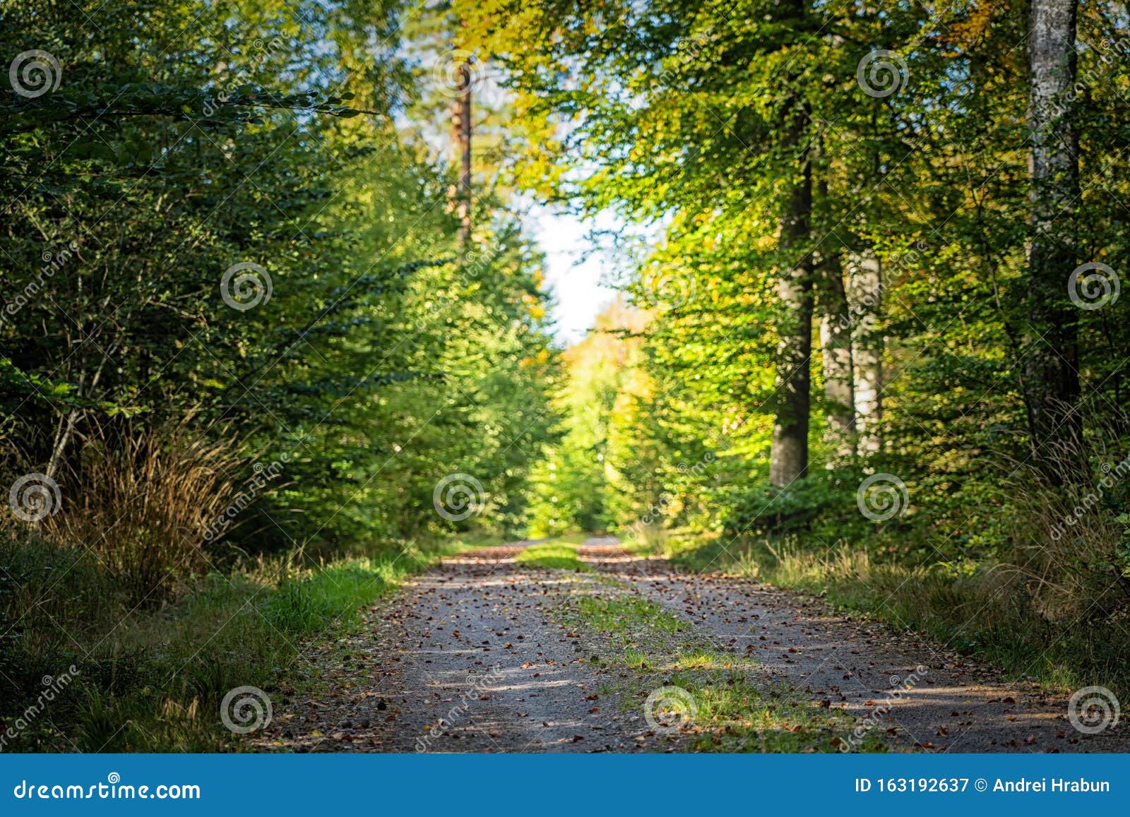 Picture of Country Side Road in the Green Summer Forest Stock Image ...