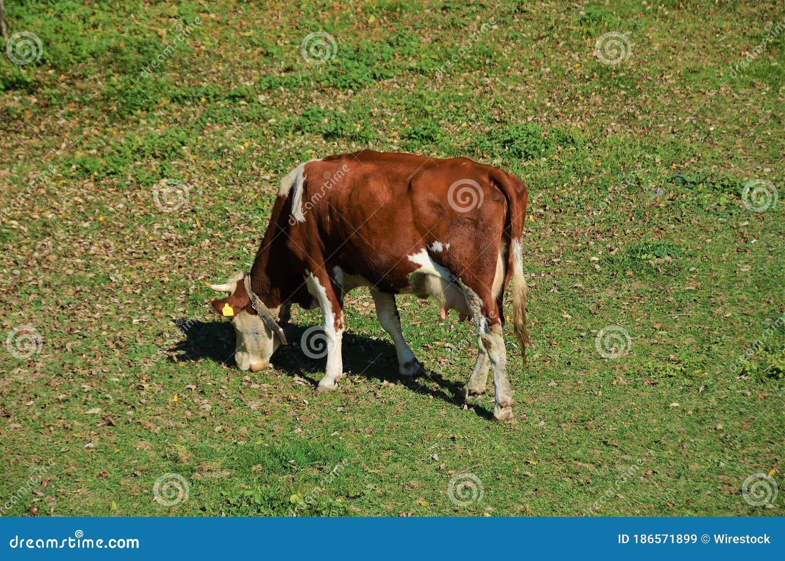 Picture of Cow Browsing Grass Under the Sunlight Stock Image - Image of ...