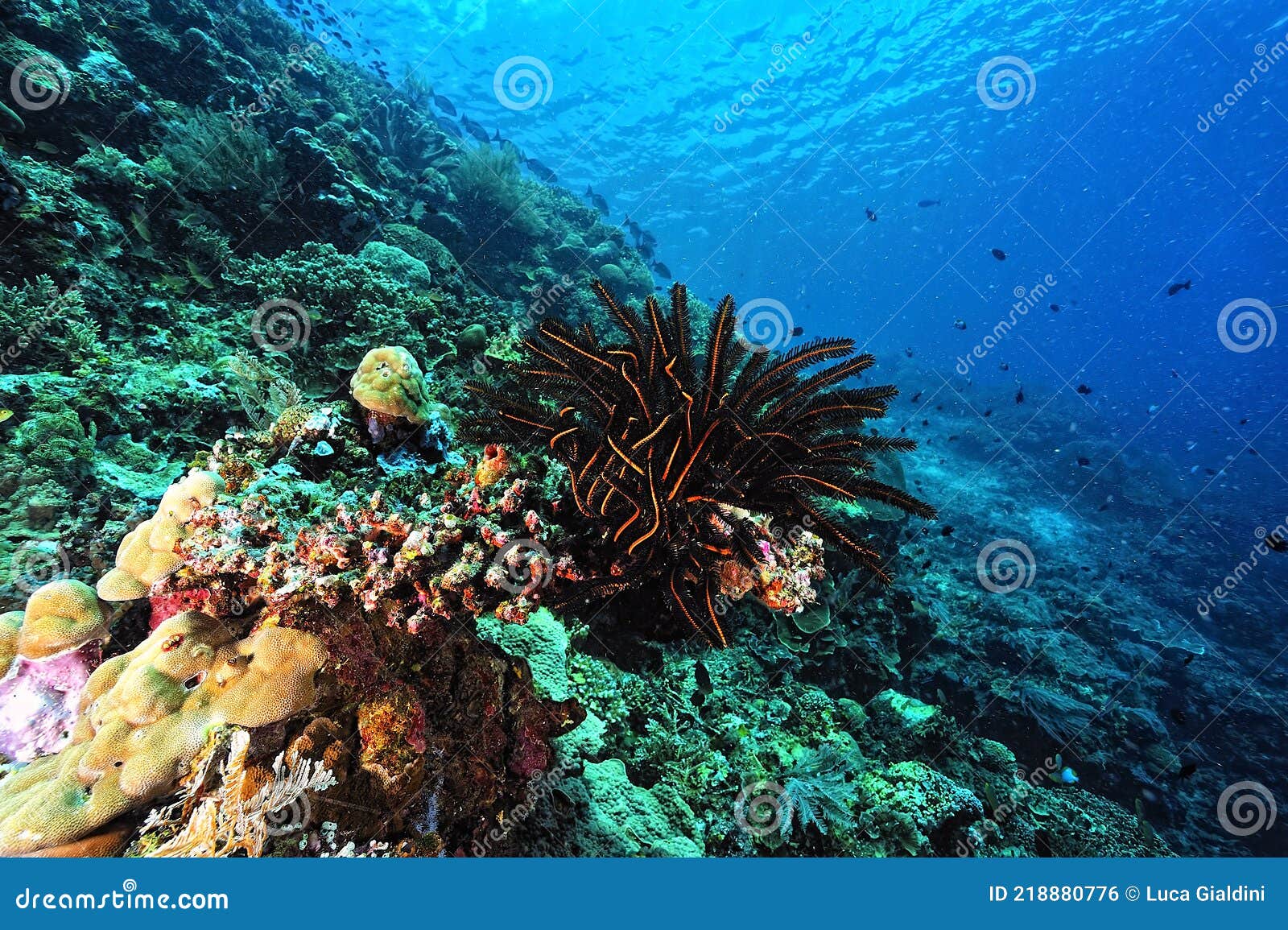 A picture of a crinoid stock photo. Image of healthy - 218880776