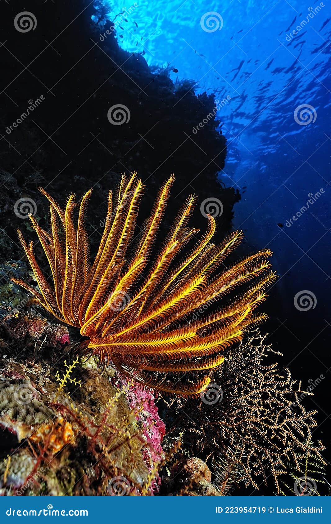 A picture of a crinoid stock image. Image of biology - 223954719