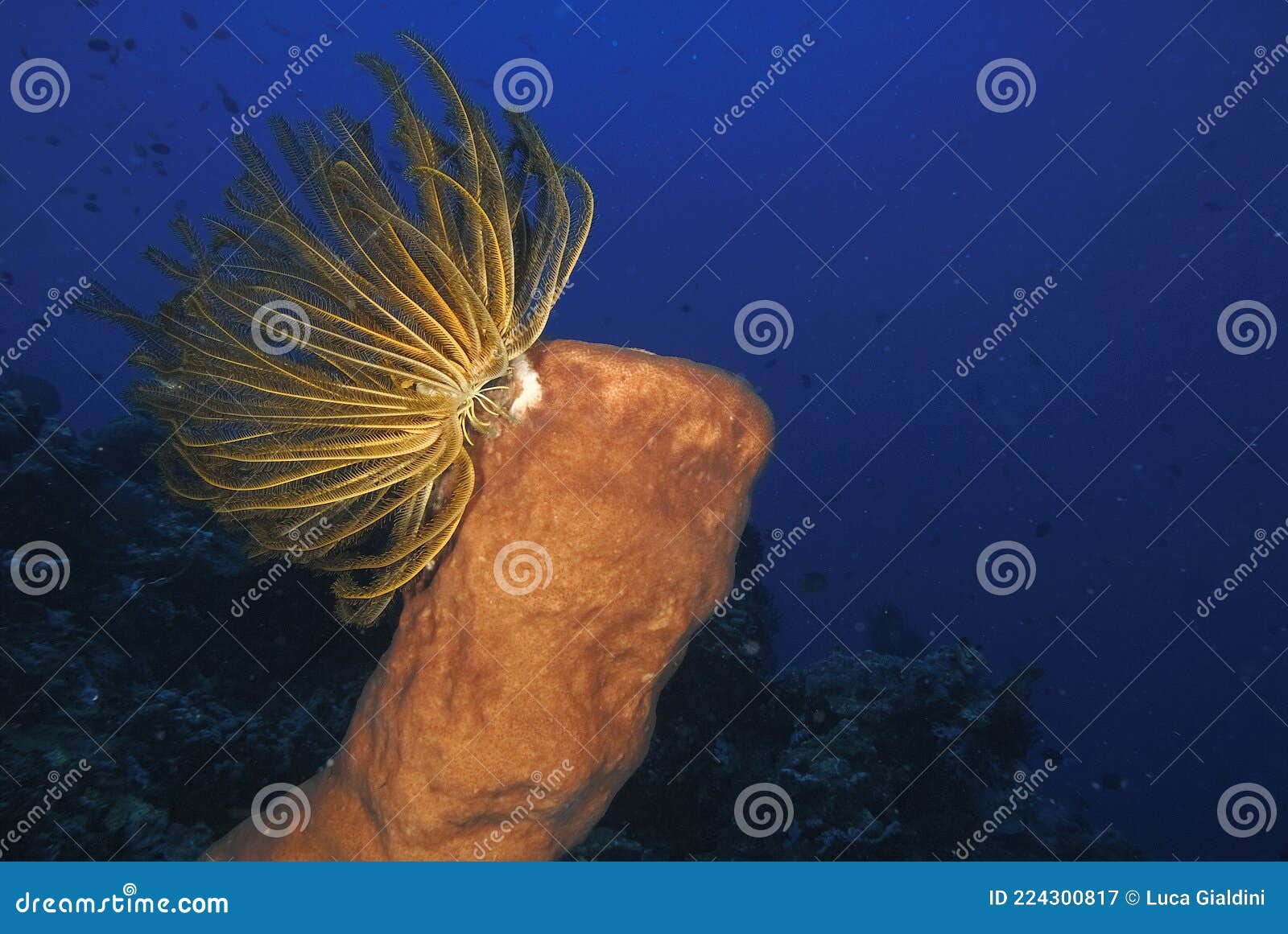 A picture of a crinoid stock image. Image of animal - 224300817