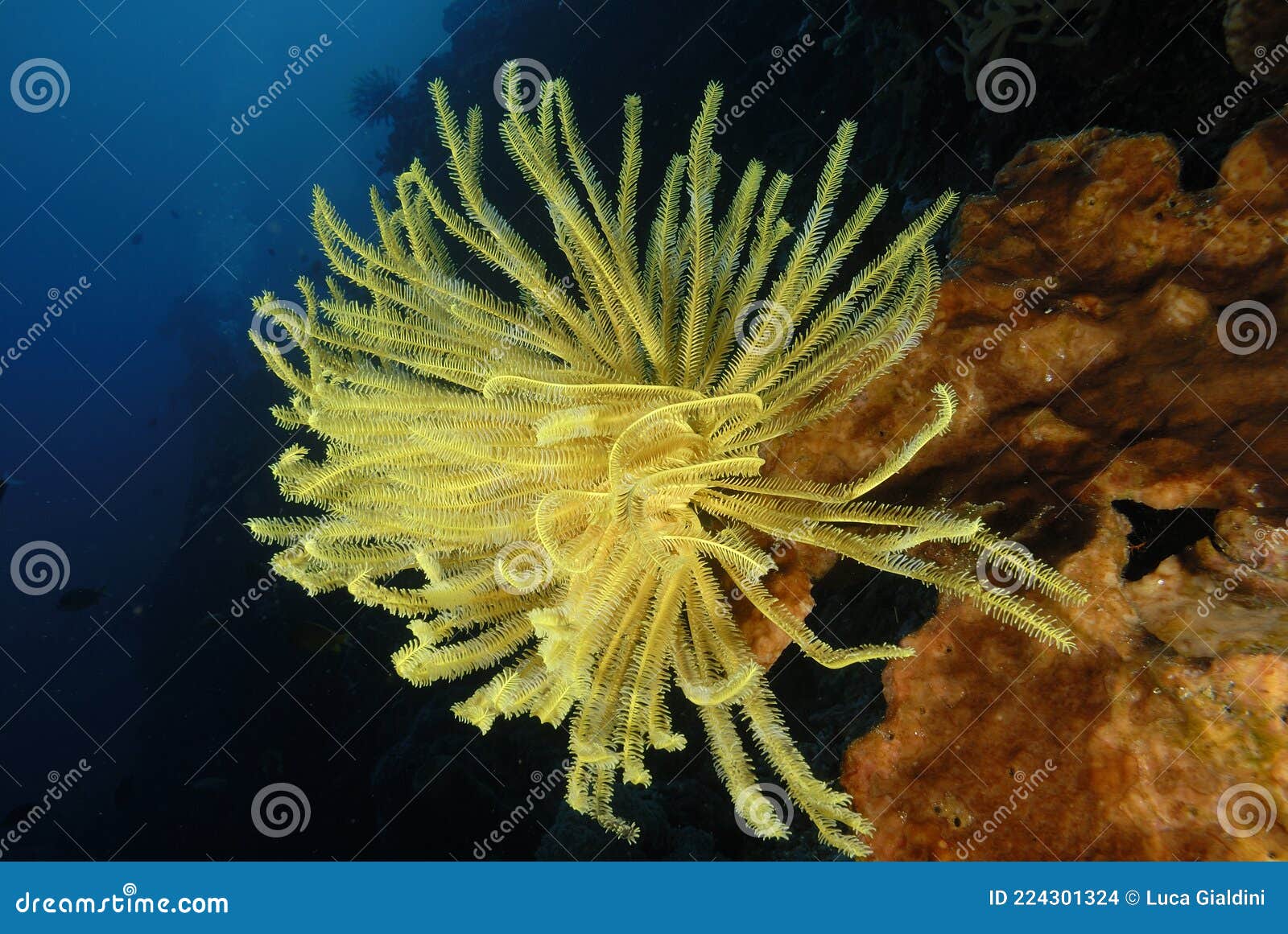 A picture of a crinoid stock photo. Image of marin, background - 224301324