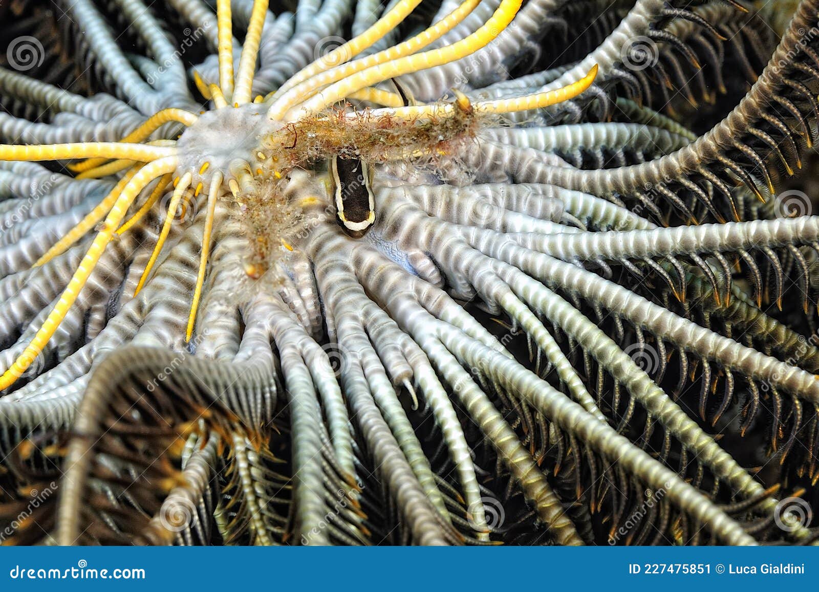 A Picture Of A Crinoid Squat Lobster Stock Photo | CartoonDealer.com ...