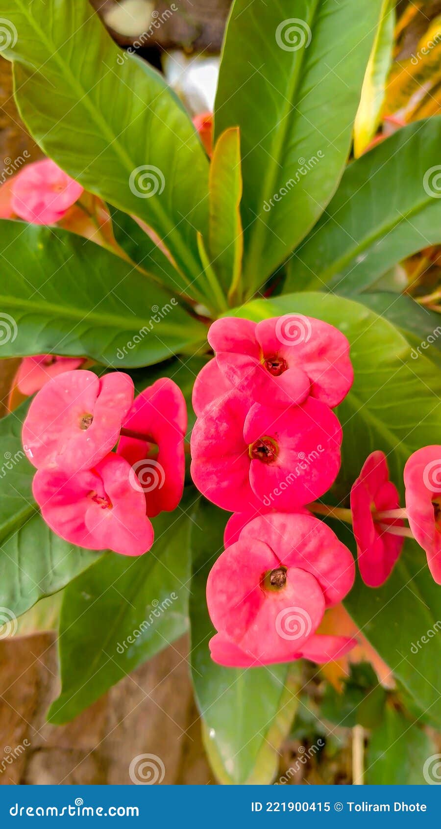 The Picture is Crown of Thorns Flower. Stock Image - Image of flower ...