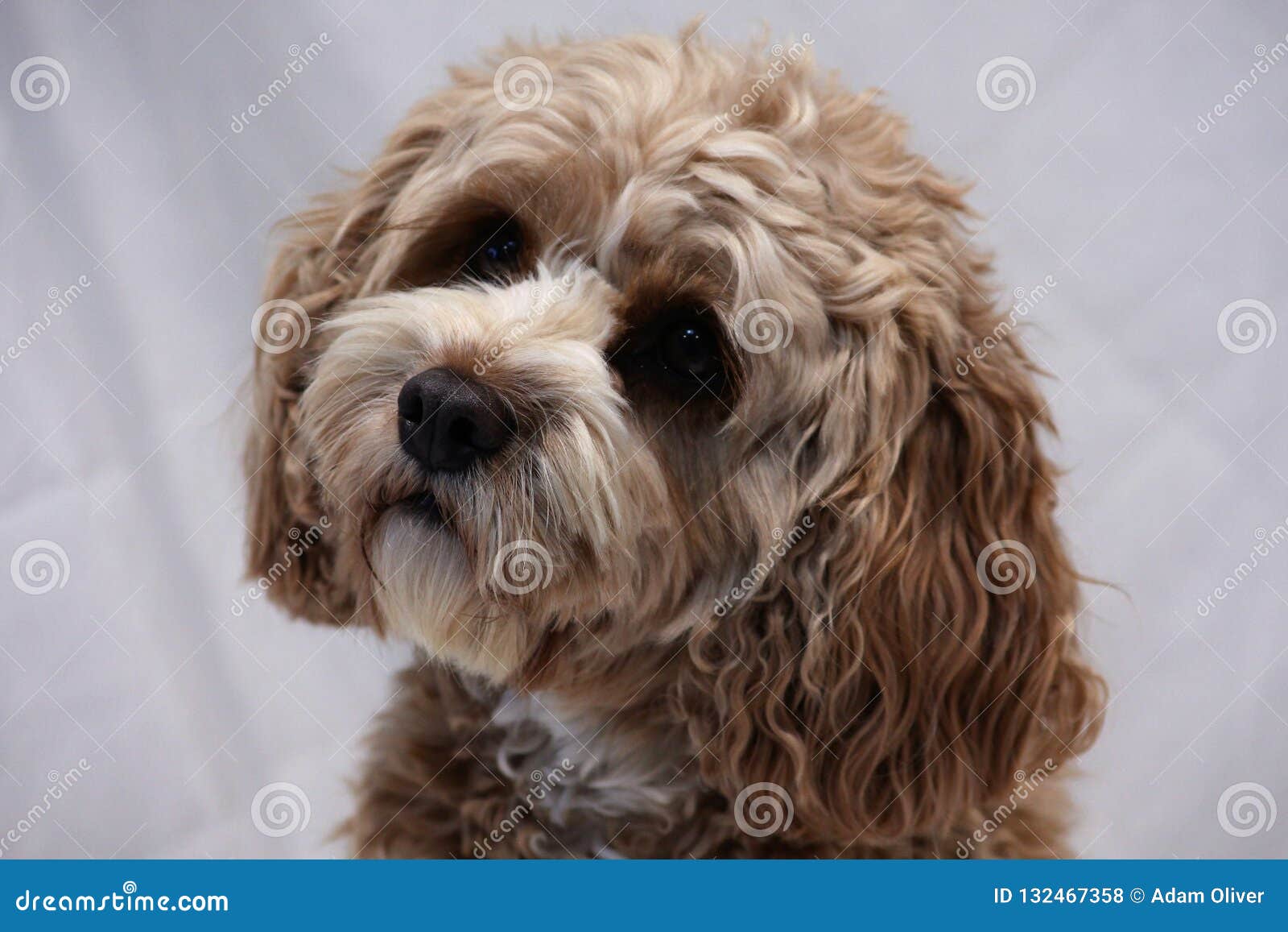 A Cute Cavapoo Dog Also Commonly Known By The Names Poodle X King ...
