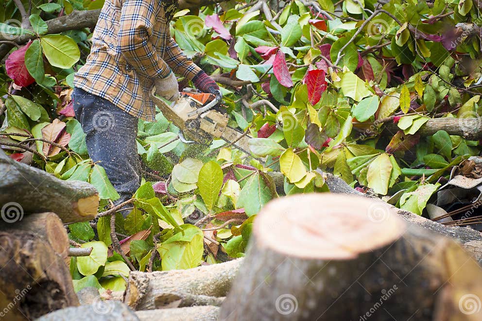 Picture of Cutting Trees with a Chainsaw Stock Photo - Image of natural ...