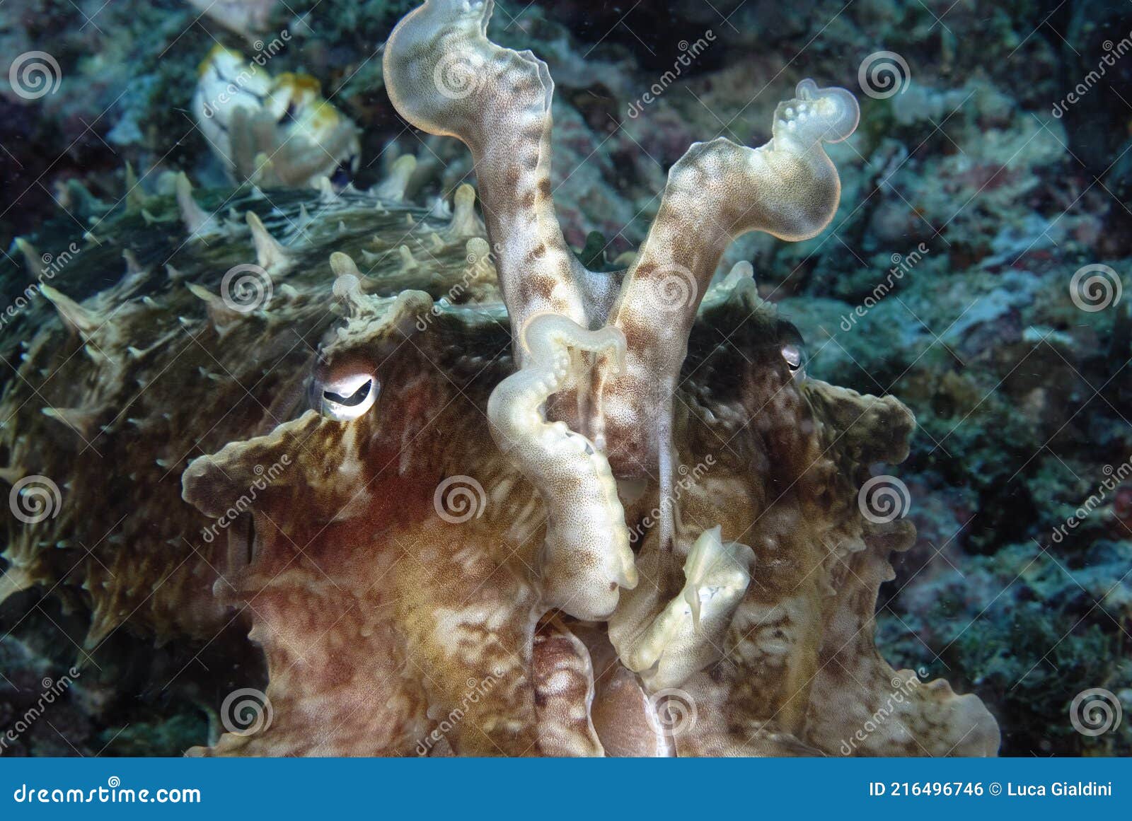 A picture of a cuttlefish stock photo. Image of indonesia - 216496746