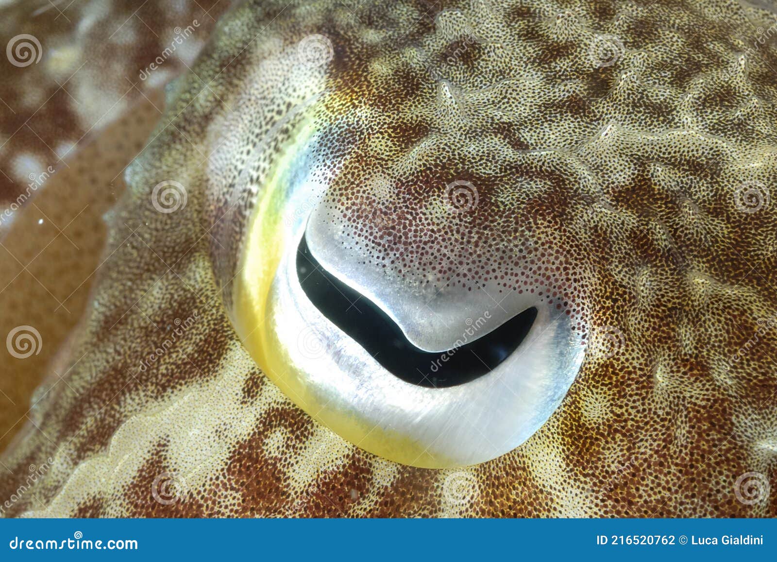 A picture of a cuttlefish stock photo. Image of marin - 216520762