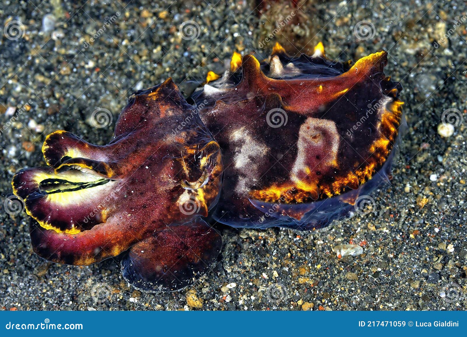 A picture of a cuttlefish stock image. Image of maldives - 217471059