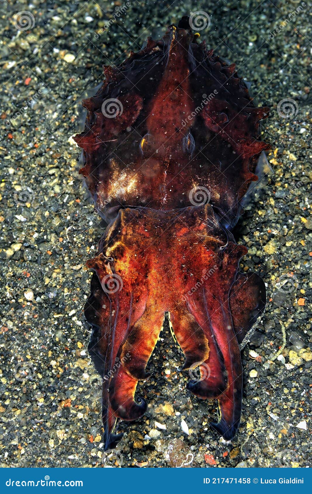 A picture of a cuttlefish stock photo. Image of diverse - 217471458