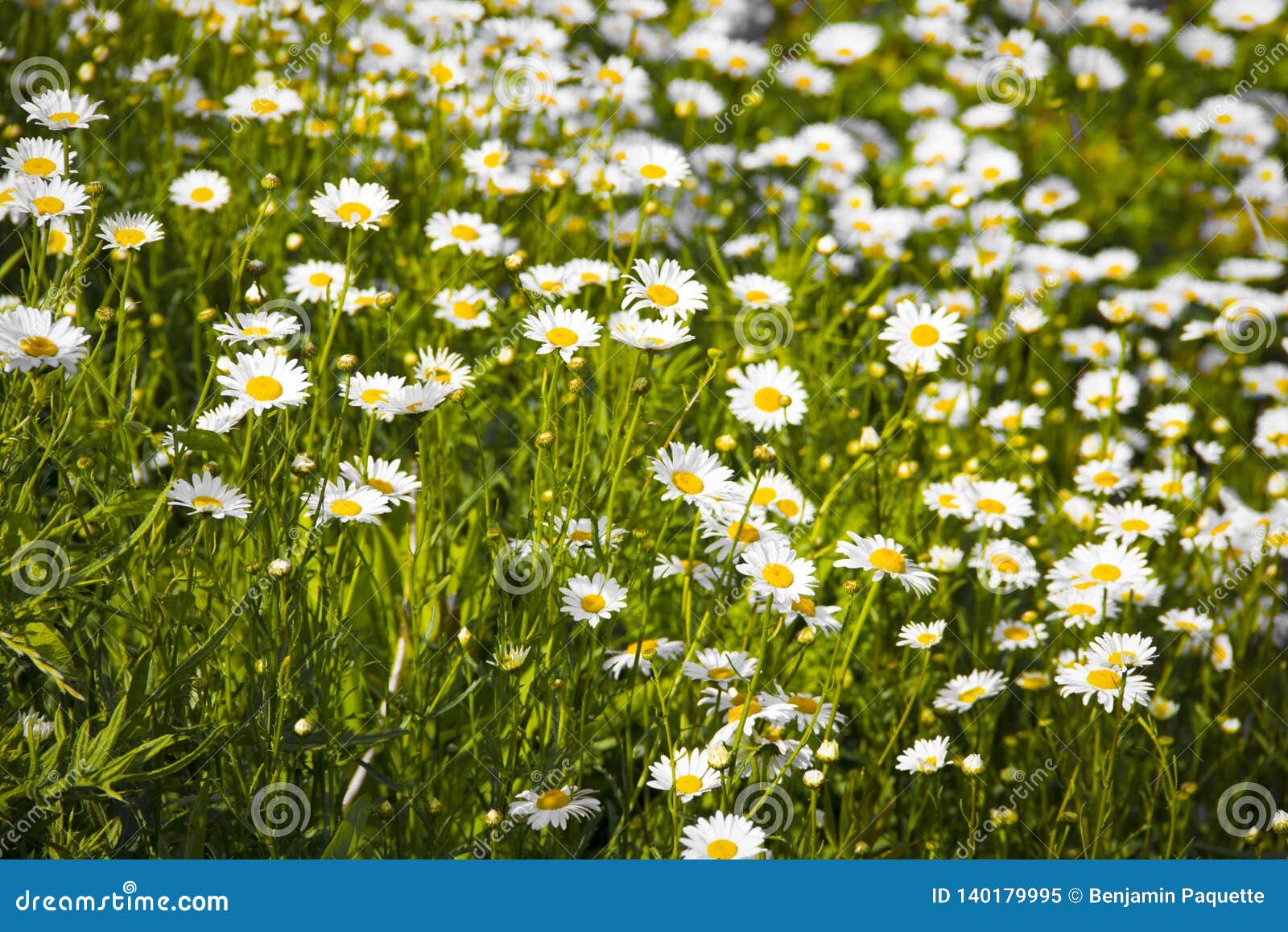 Daisy Flower Patch in a Field Stock Image - Image of bloom, garden ...