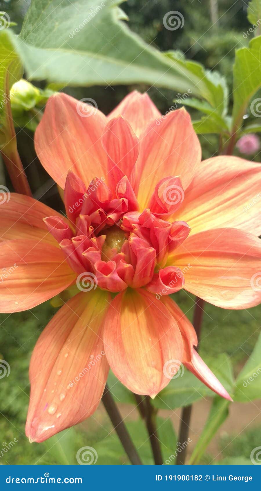 Picture of Daliya flower stock photo. Image of natural - 191900182