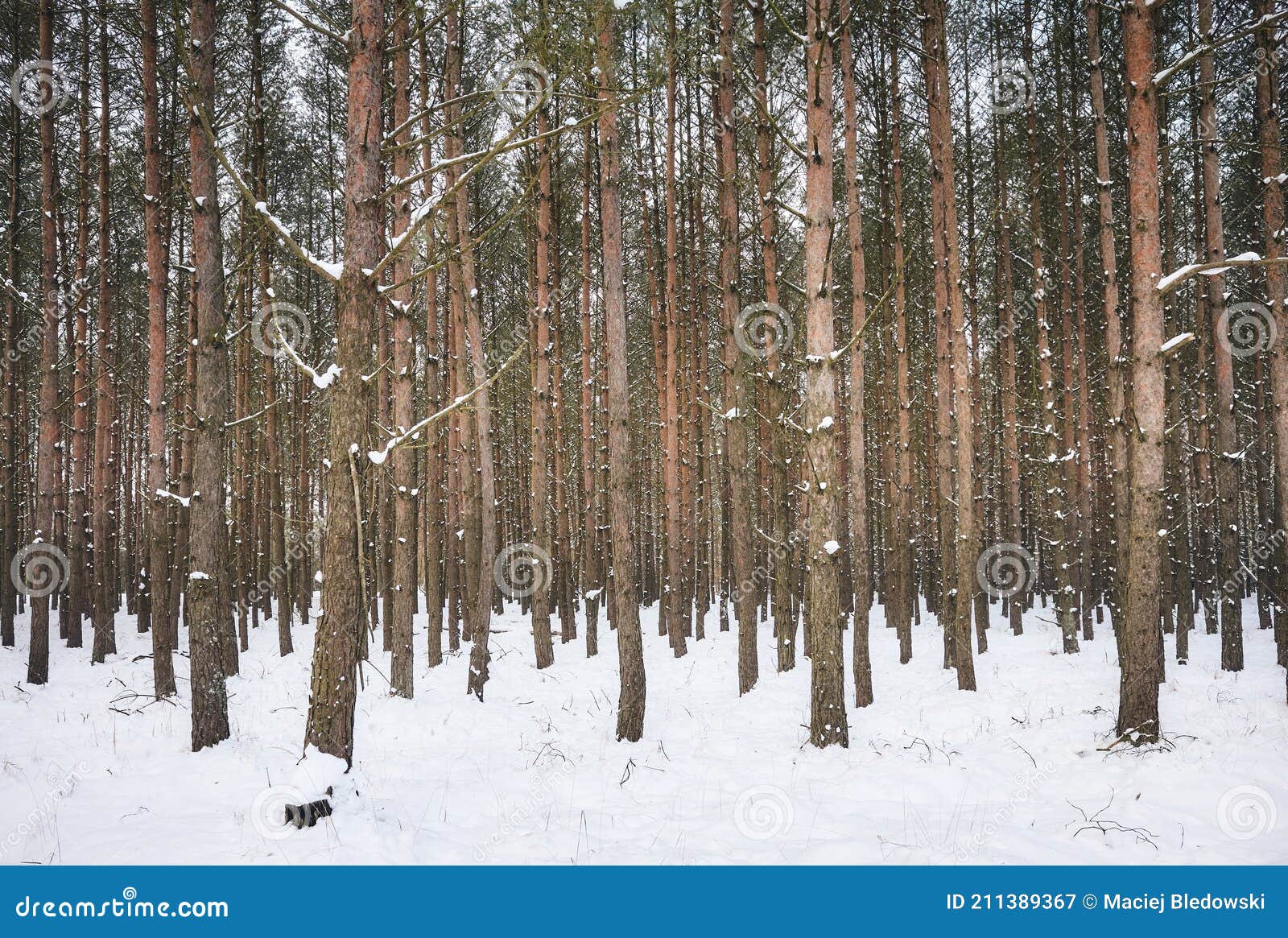 Picture of a Deep Forest in Snowy Winter Stock Image - Image of ...